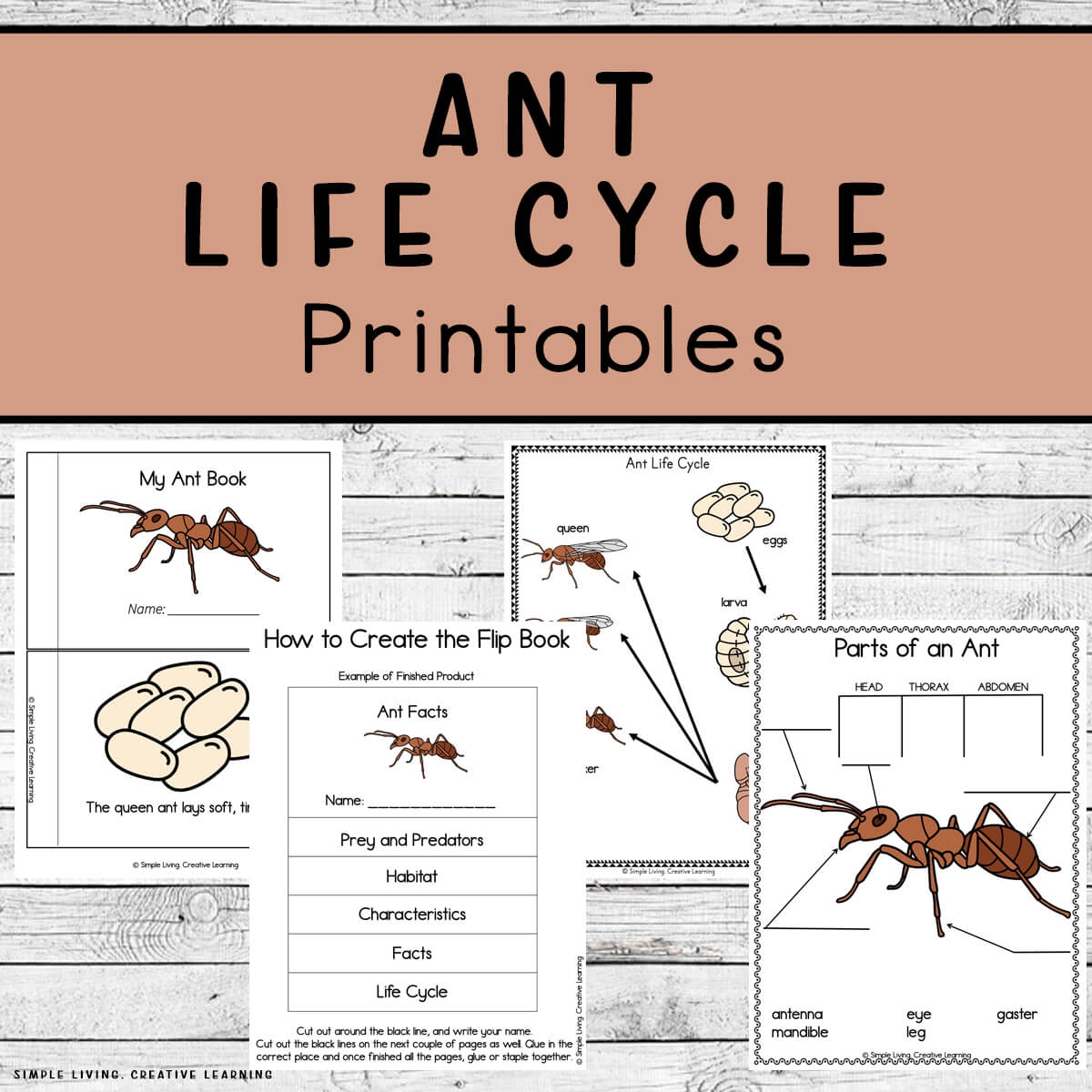 Free Ant Worksheets Printables - Worksheets Template Free