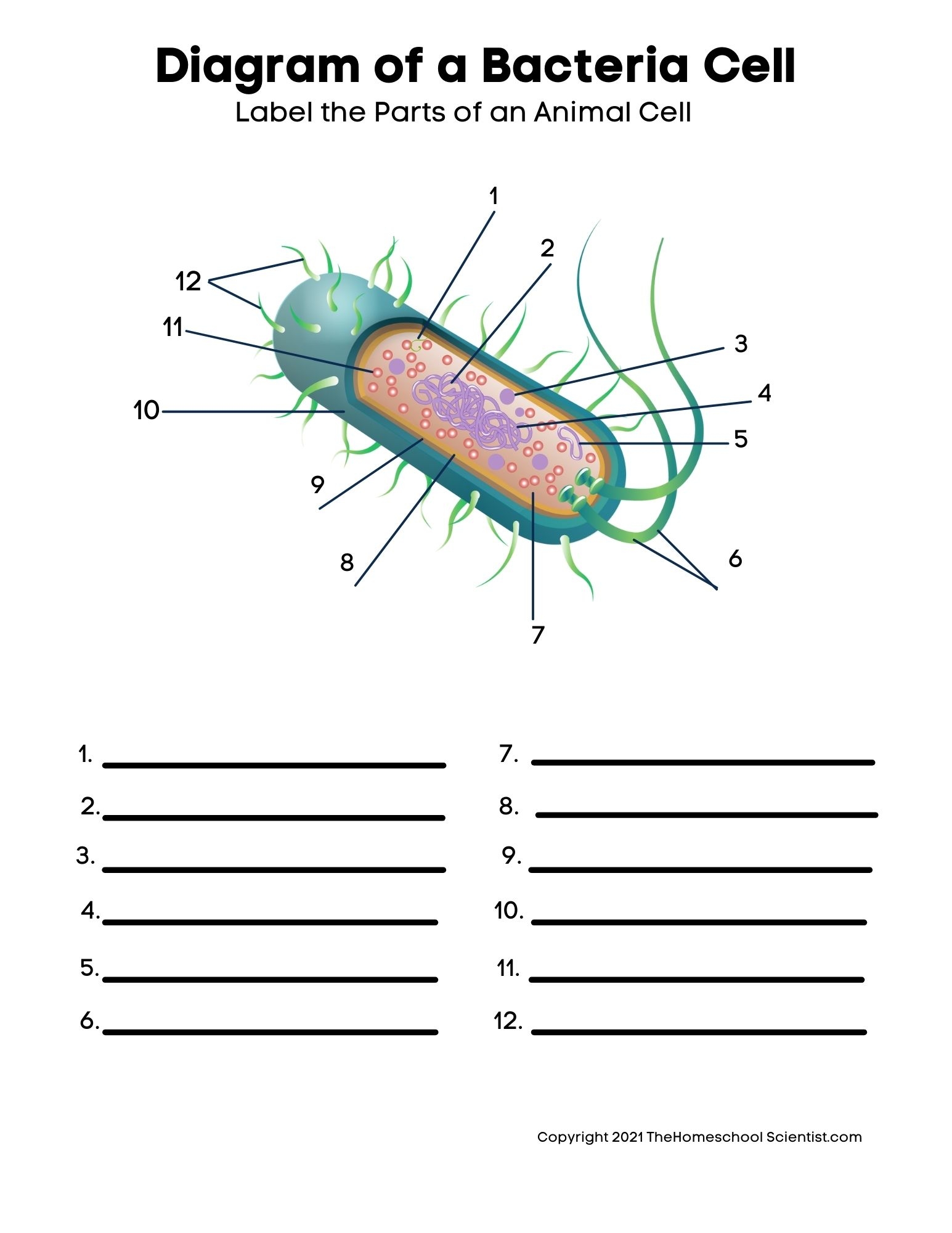 Free Biology Printable Worksheets - Worksheets Template Free