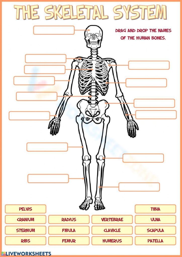 Free Printable Bones Worksheet - Worksheets Template Free