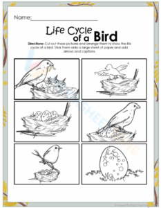 Free Printable Bird Life Cycle Worksheet - Worksheets Template Free