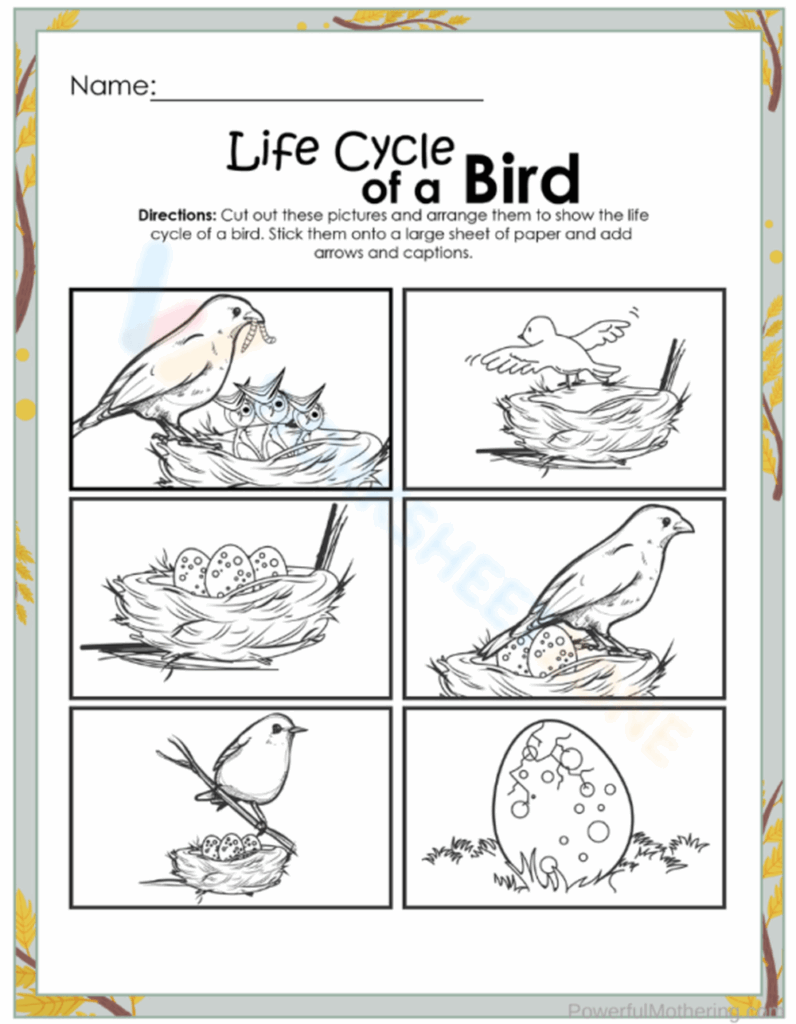 Free Printable Bird Life Cycle Worksheet - Worksheets Template Free