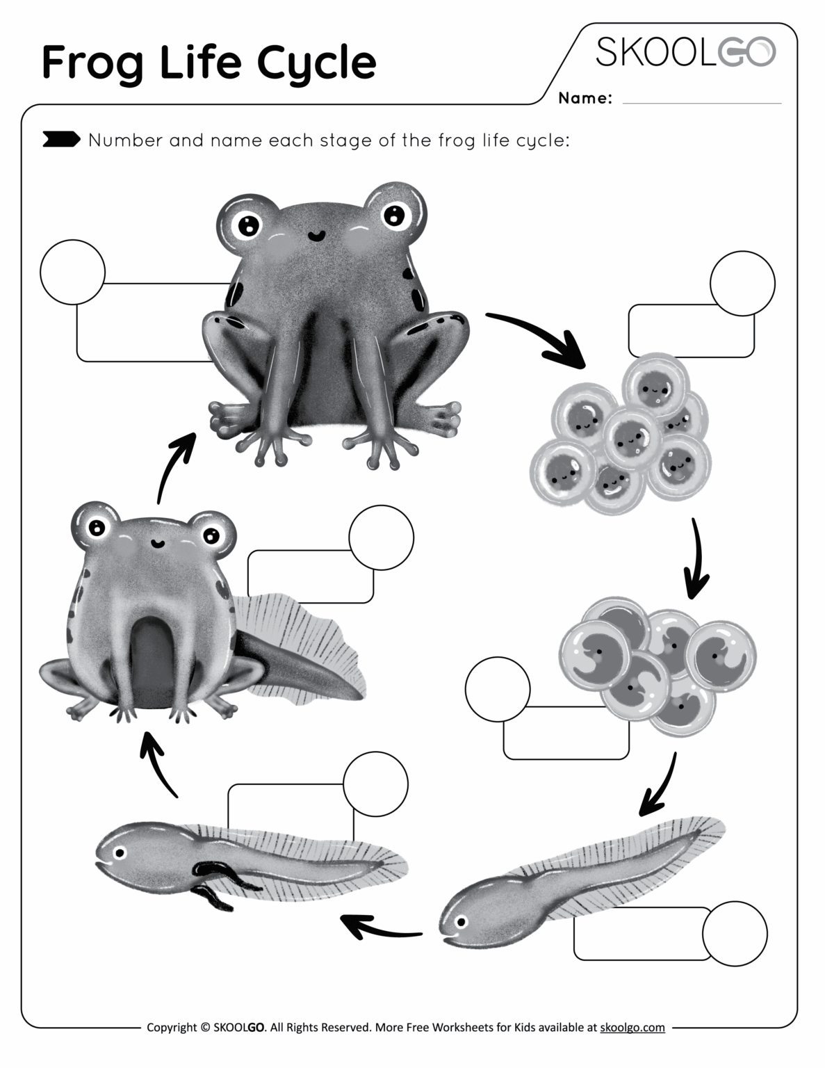 Frog Life Cycle Free Printable Worksheets - Worksheets Template Free