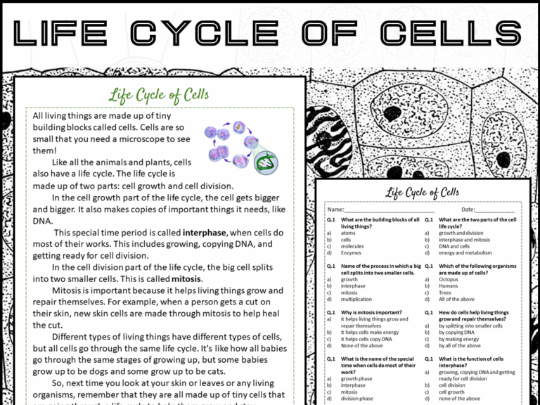 Cell Division Reading Comprehension Worksheet - Worksheets Template Free