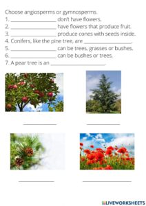 Angiosperm And Gymnosperm Worksheet Free Printable - Worksheets ...