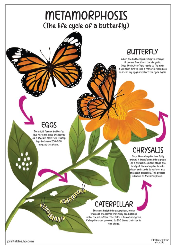 Free Printable Metamorphosis Worksheets - Worksheets Template Free