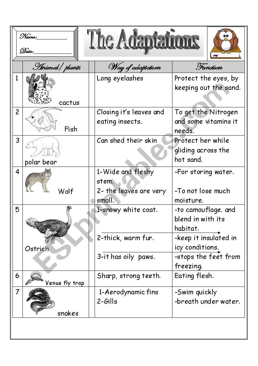 Free Printable Animal Adaptations Worksheets - Worksheets Template Free