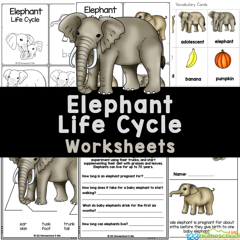 Reading Comprehension Worksheets Elephants - Worksheets Template Free